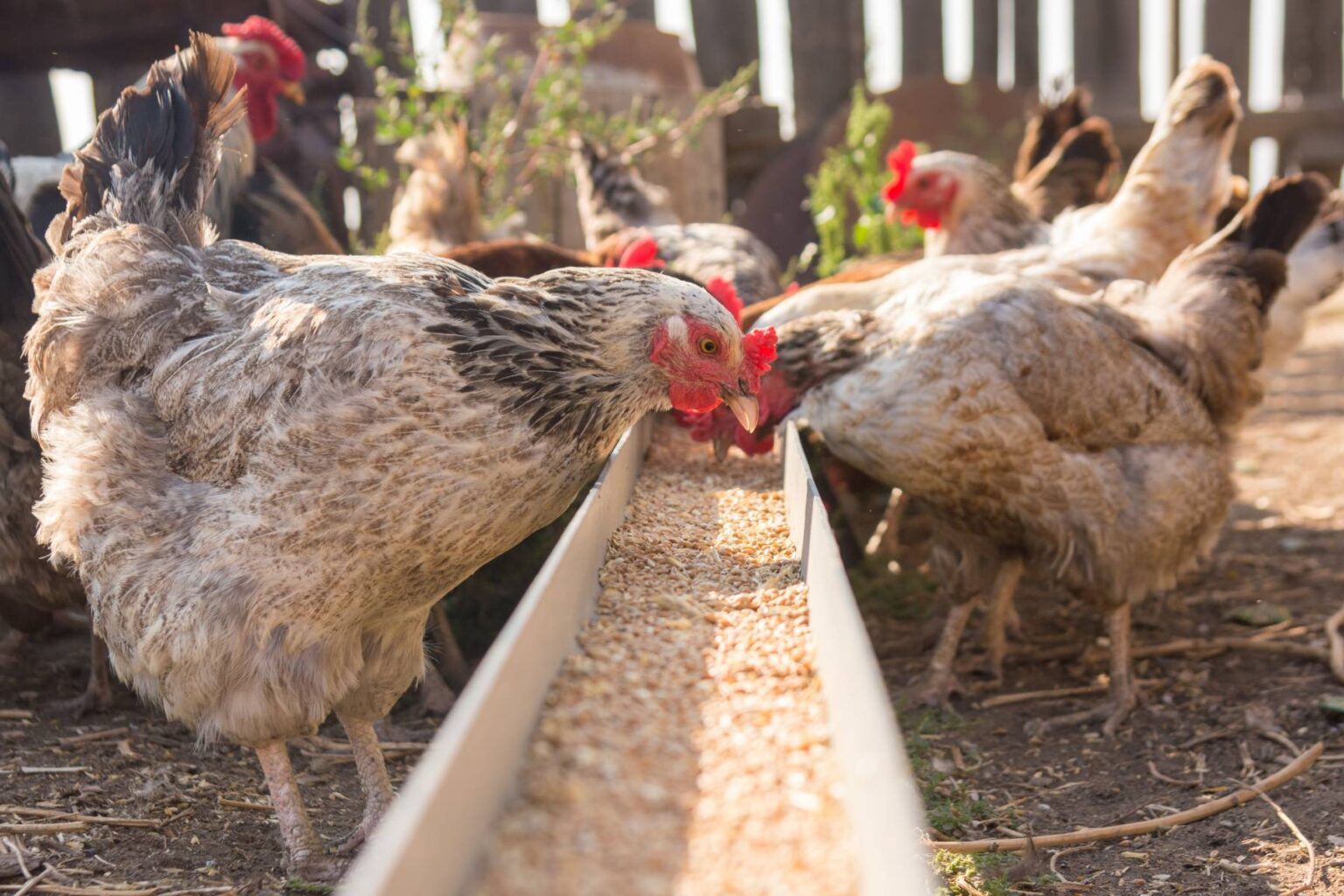 Chicken Math For The Budding Production Flock - Backyard Poultry